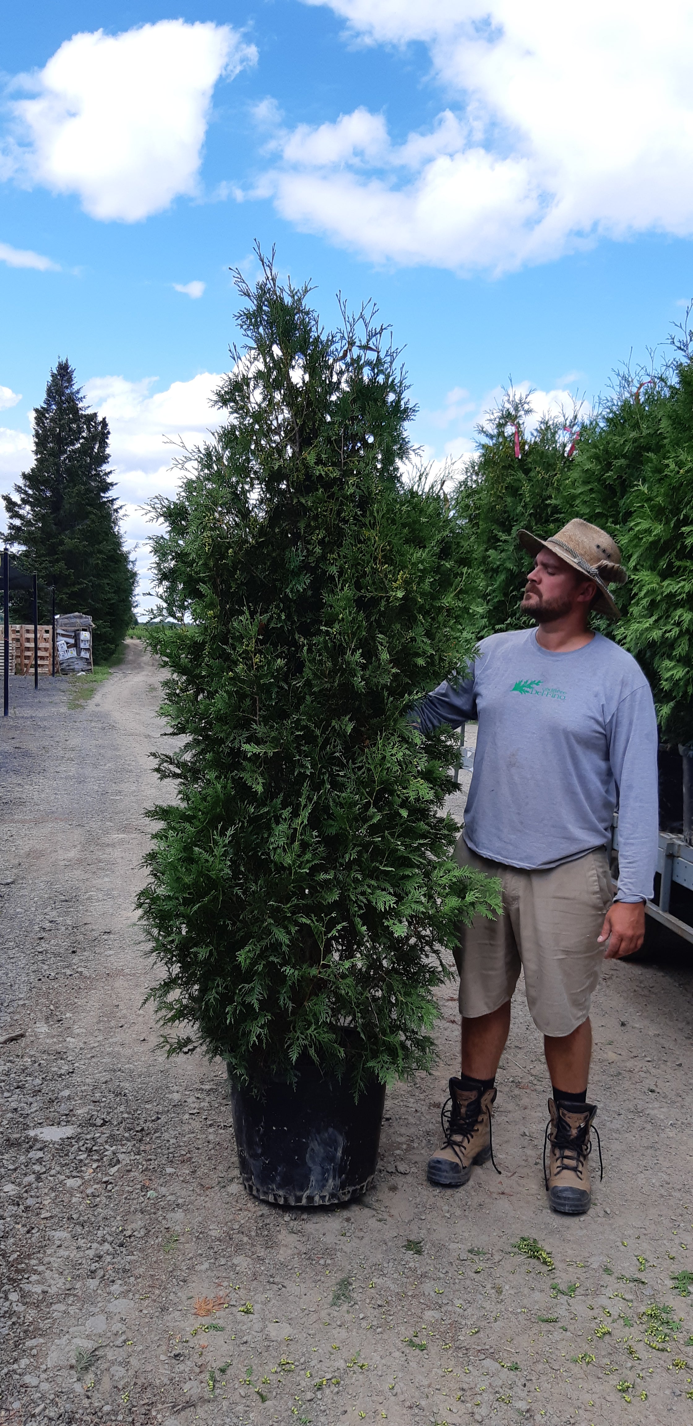 About Us CedarKings About Us CedarKings