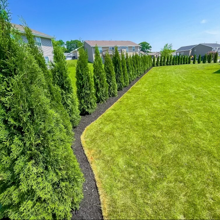 Emerald Green Arborvitae – CedarKings