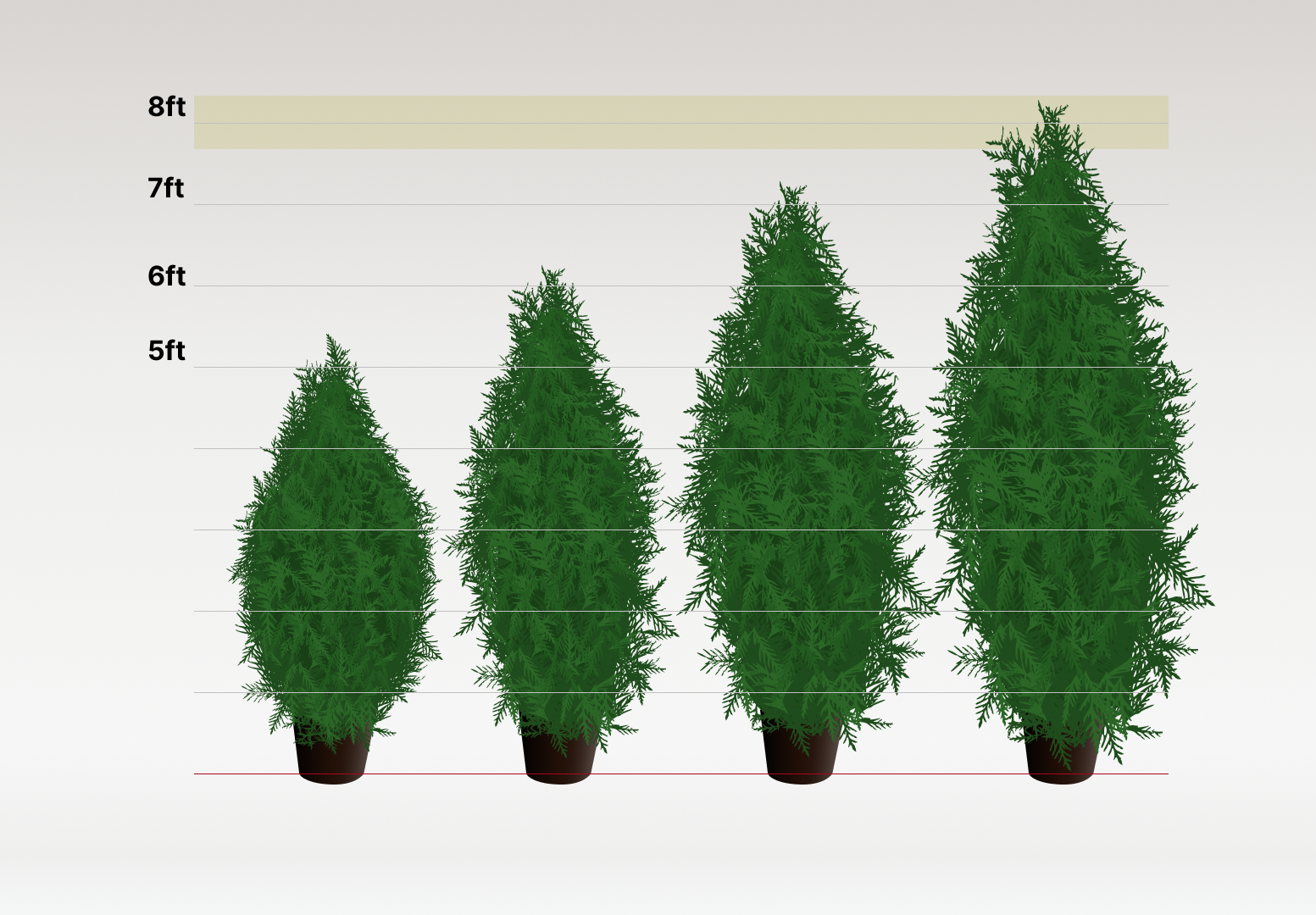White Cedar CedarKings white-cedar-cedarkings