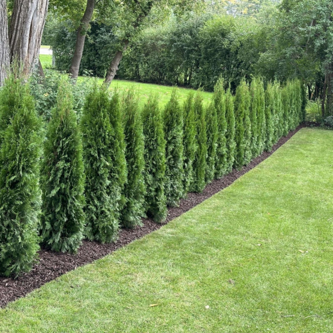Emerald Green Arborvitae – CedarKings