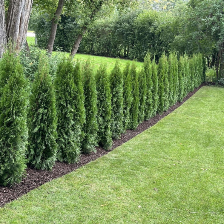 Emerald Green Arborvitae – CedarKings