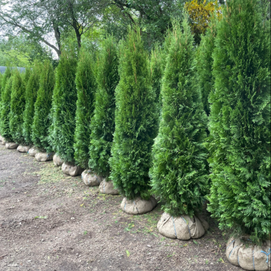 Emerald Green Arborvitae – CedarKings