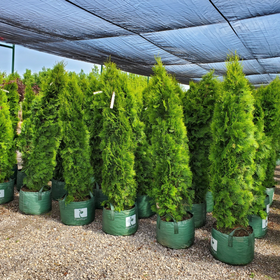 Emerald Green Arborvitae – CedarKings